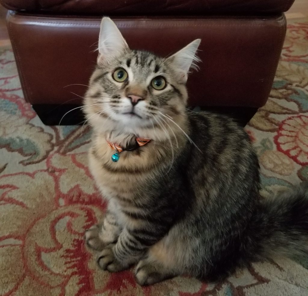 Six -Month-Old Kittens - Cynthia Gellis